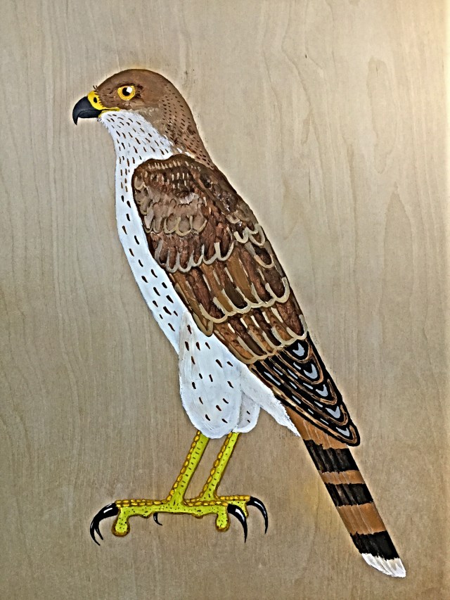 Hawks of the World: Cooper’s Hawk – farnco illustrations
