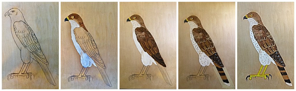 Hawks of the World: Cooper’s Hawk – farnco illustrations