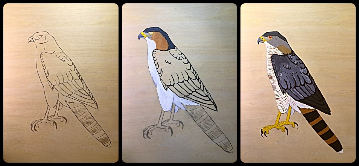 Hawks of the World: Cooper’s Hawk – farnco illustrations